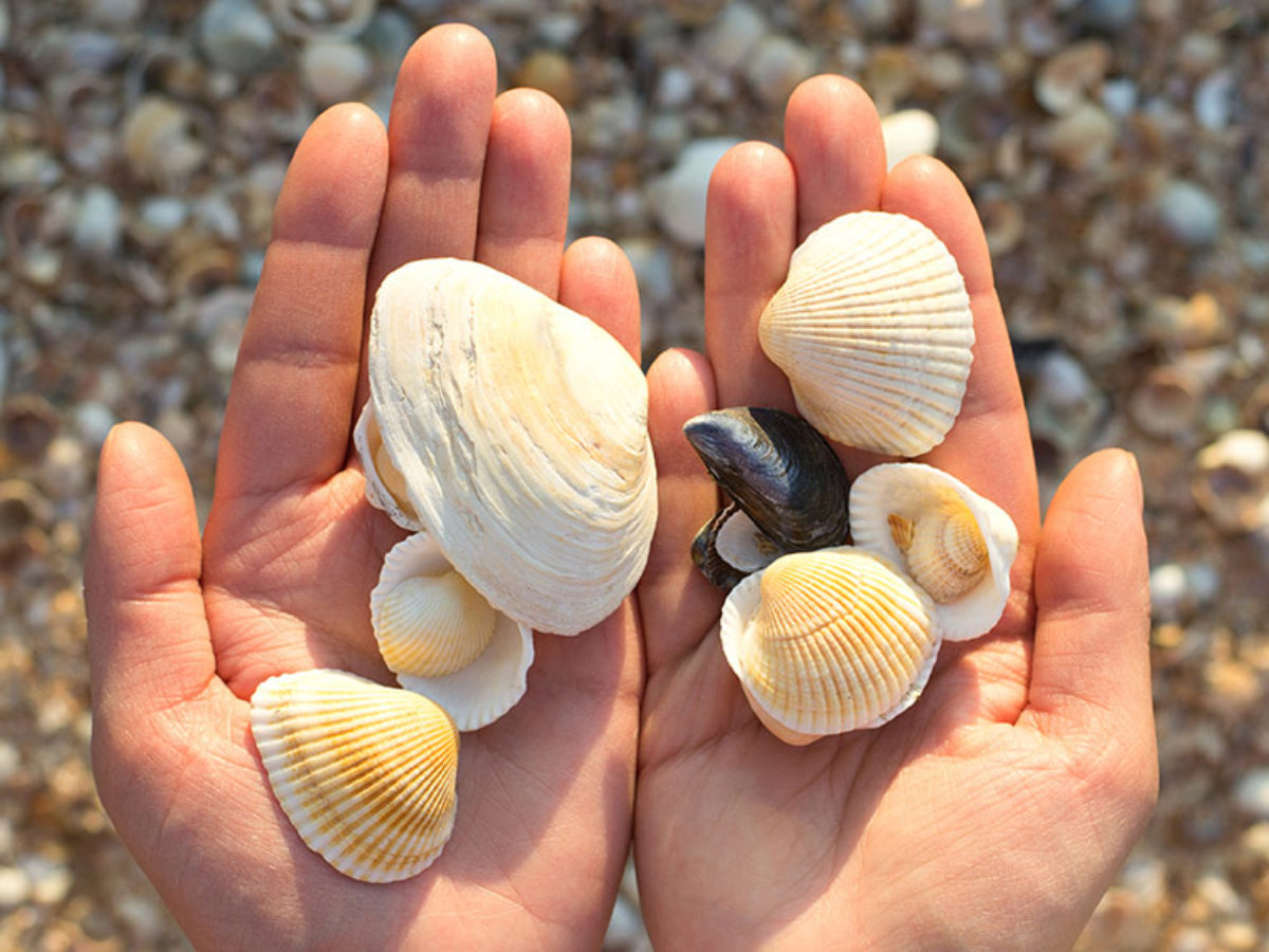 Beachcombing – Maclano
